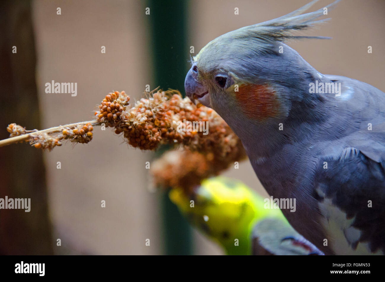 Picking up seeds hi-res stock photography and images - Alamy