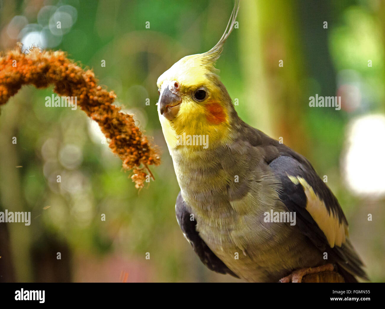 Bird picking at a seed pod Stock Photo - Alamy