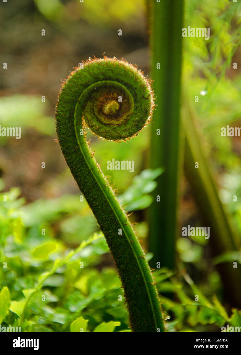 Rolled up Fern Stock Photo - Alamy