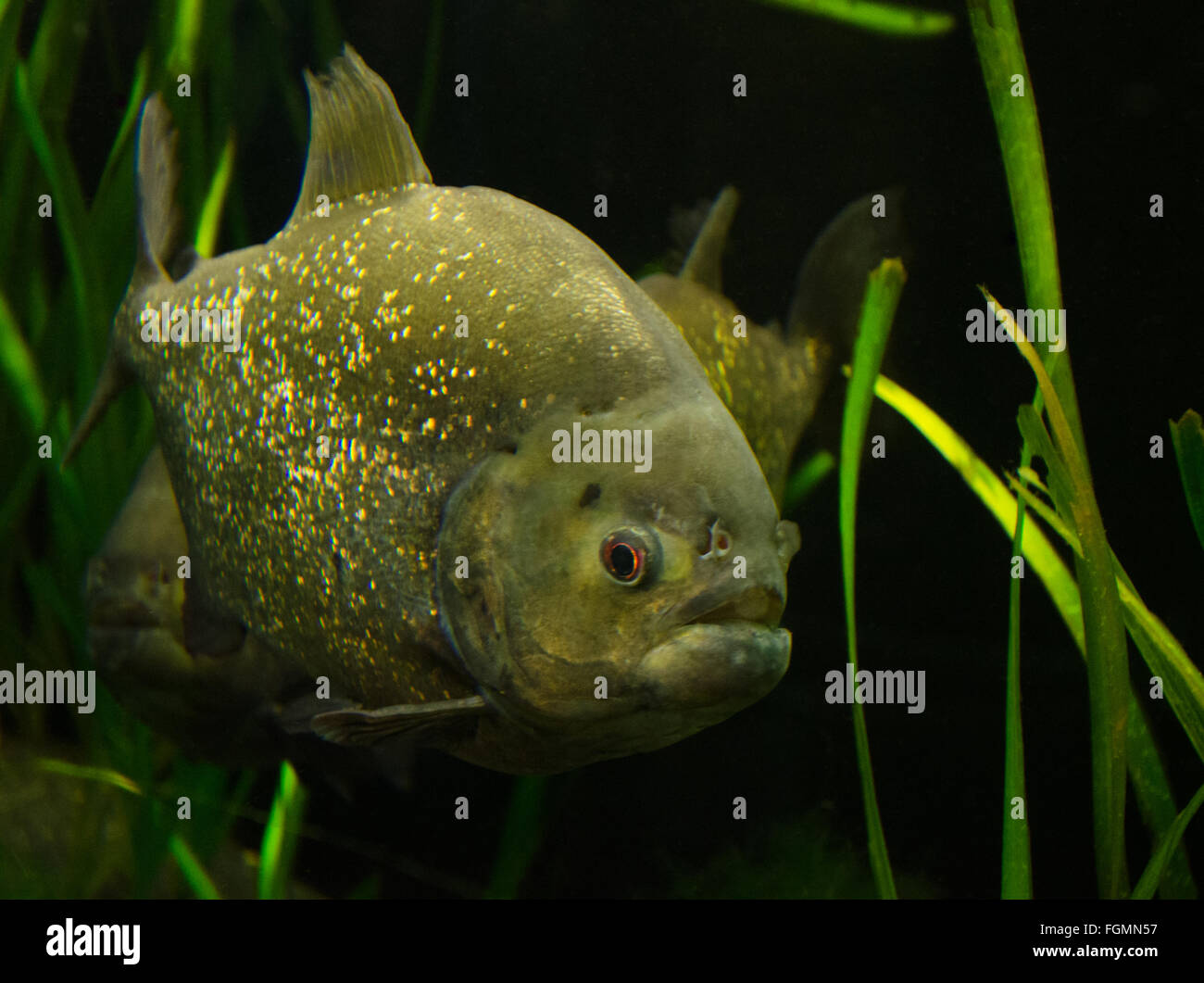 Fisch pygocentrus piraya hi-res stock photography and images - Alamy