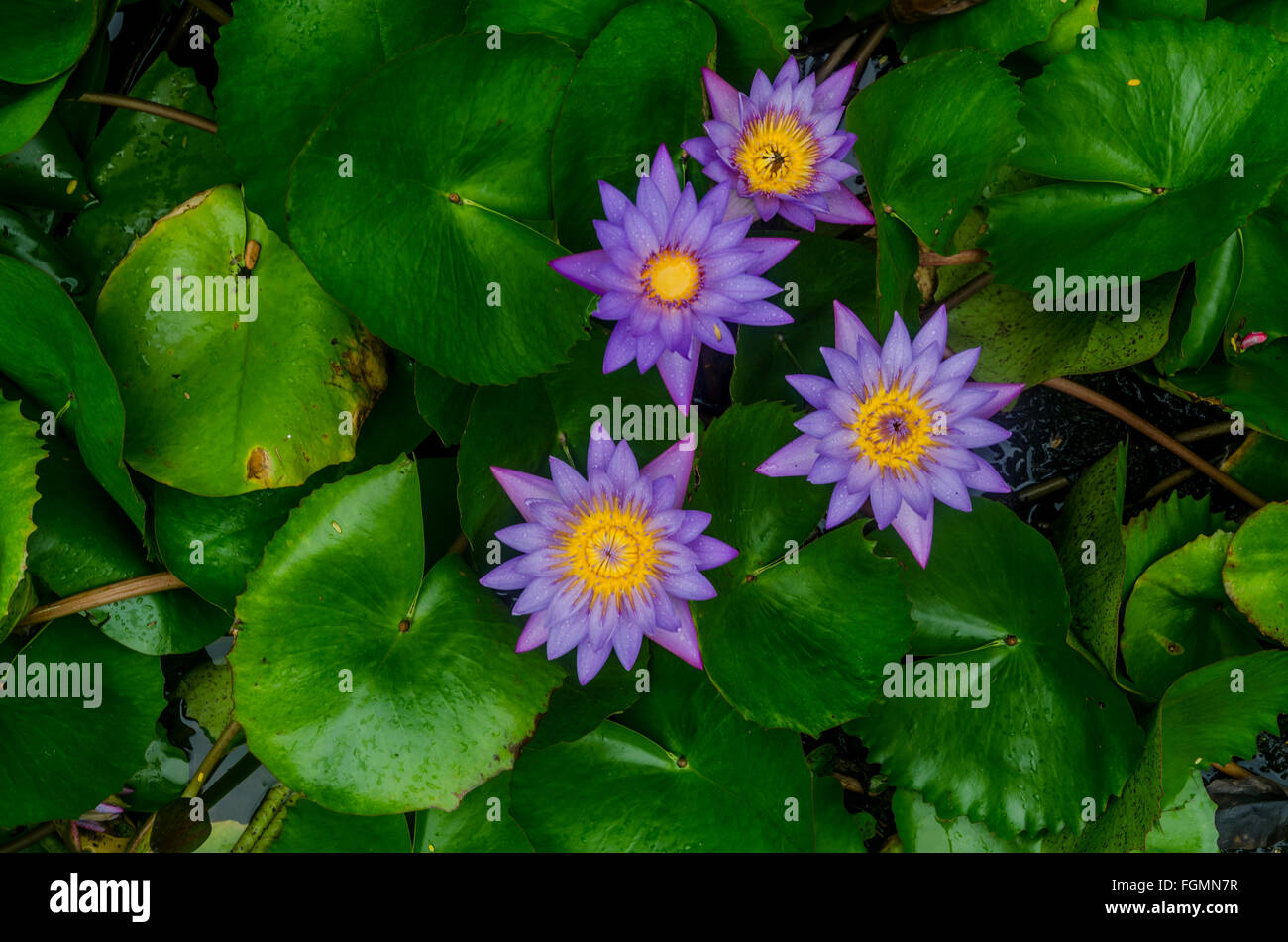 Pacific islands flowers hi-res stock photography and images - Alamy