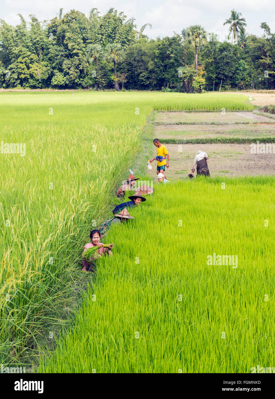 Farmers on a rice field, Burma Stock Photo - Alamy