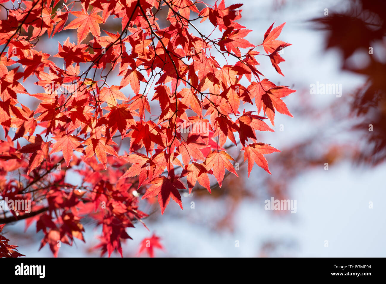 Field maple autumn leaf hi-res stock photography and images - Alamy