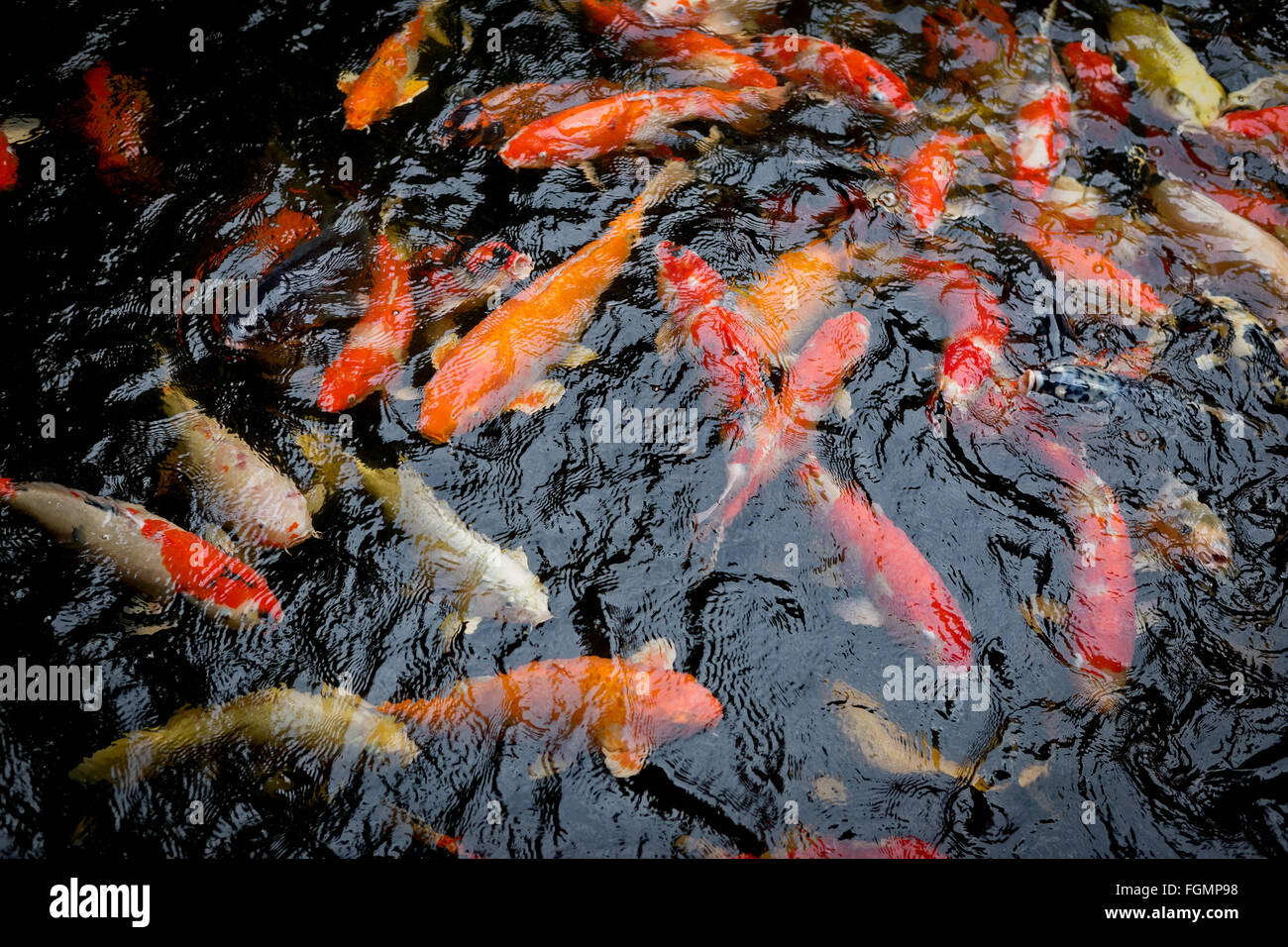 Koi fish with water ripple Stock Photo - Alamy