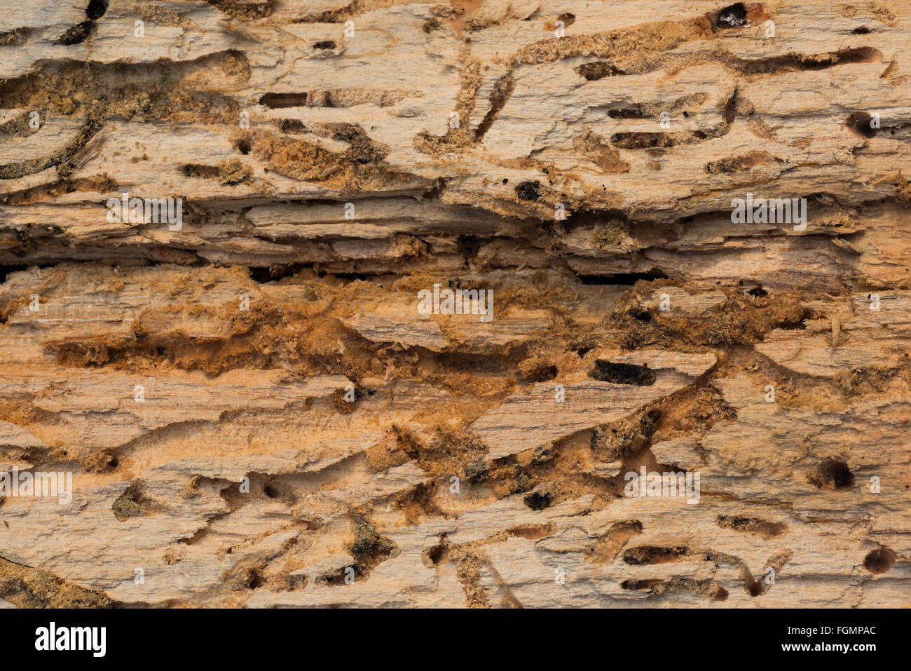 Worm holes in timber High Resolution Stock Photography and Images - Alamy