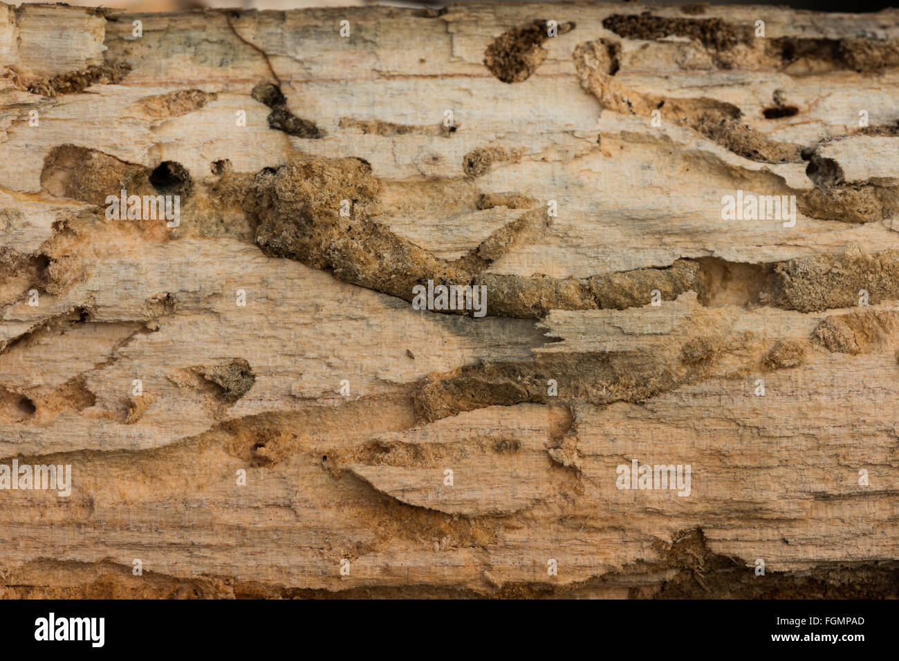 burrow chambers in dead cherry tree trunk exposed to reveal wood worm ...
