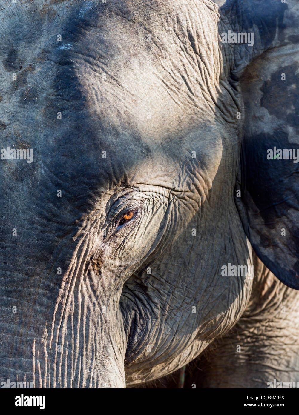 Asian elephant trunk hi-res stock photography and images - Alamy