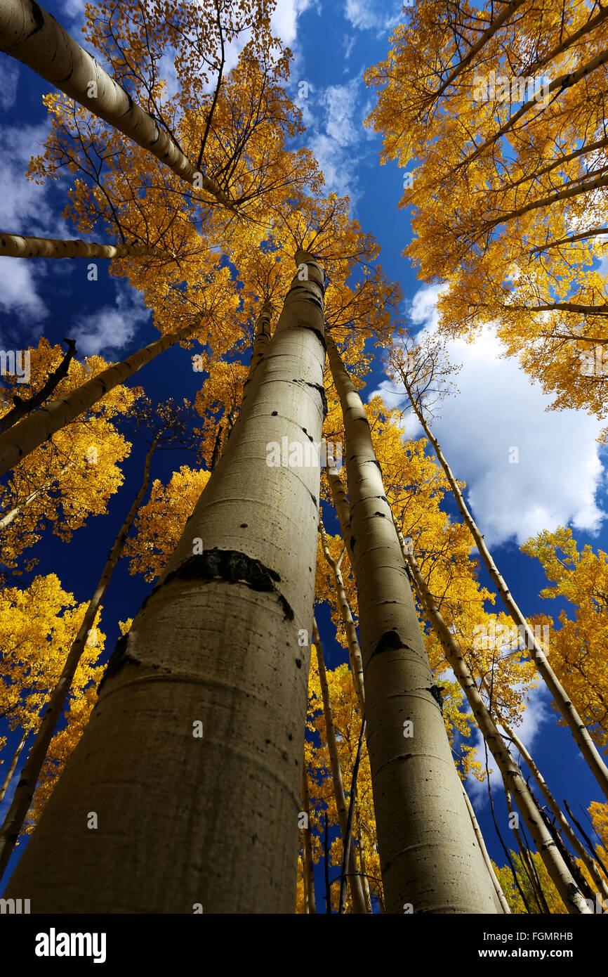 Aspen tree leaves hi-res stock photography and images - Alamy