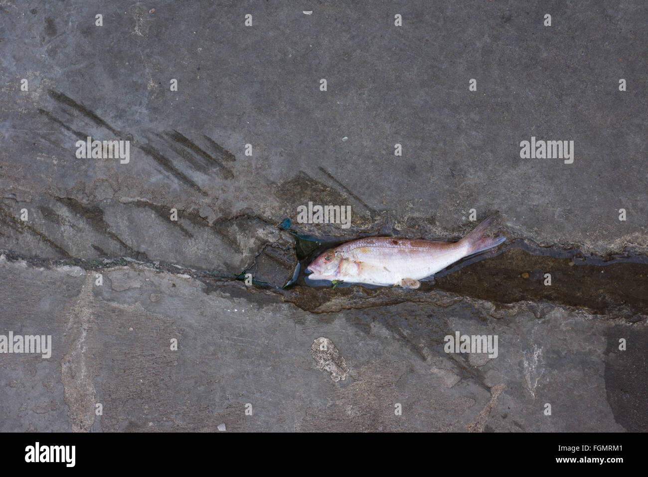 fish out of water Stock Photo - Alamy