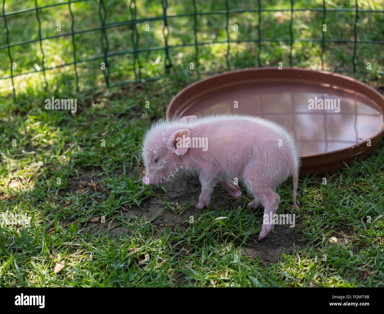 Two Day Old Piglet Stock Photo - Alamy