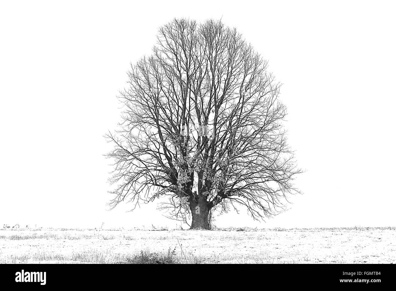 Winter landscape with trees Stock Photo - Alamy