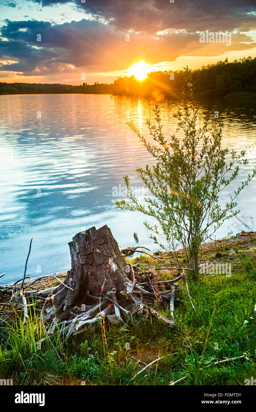 Tree trunk in foreground hi-res stock photography and images - Alamy