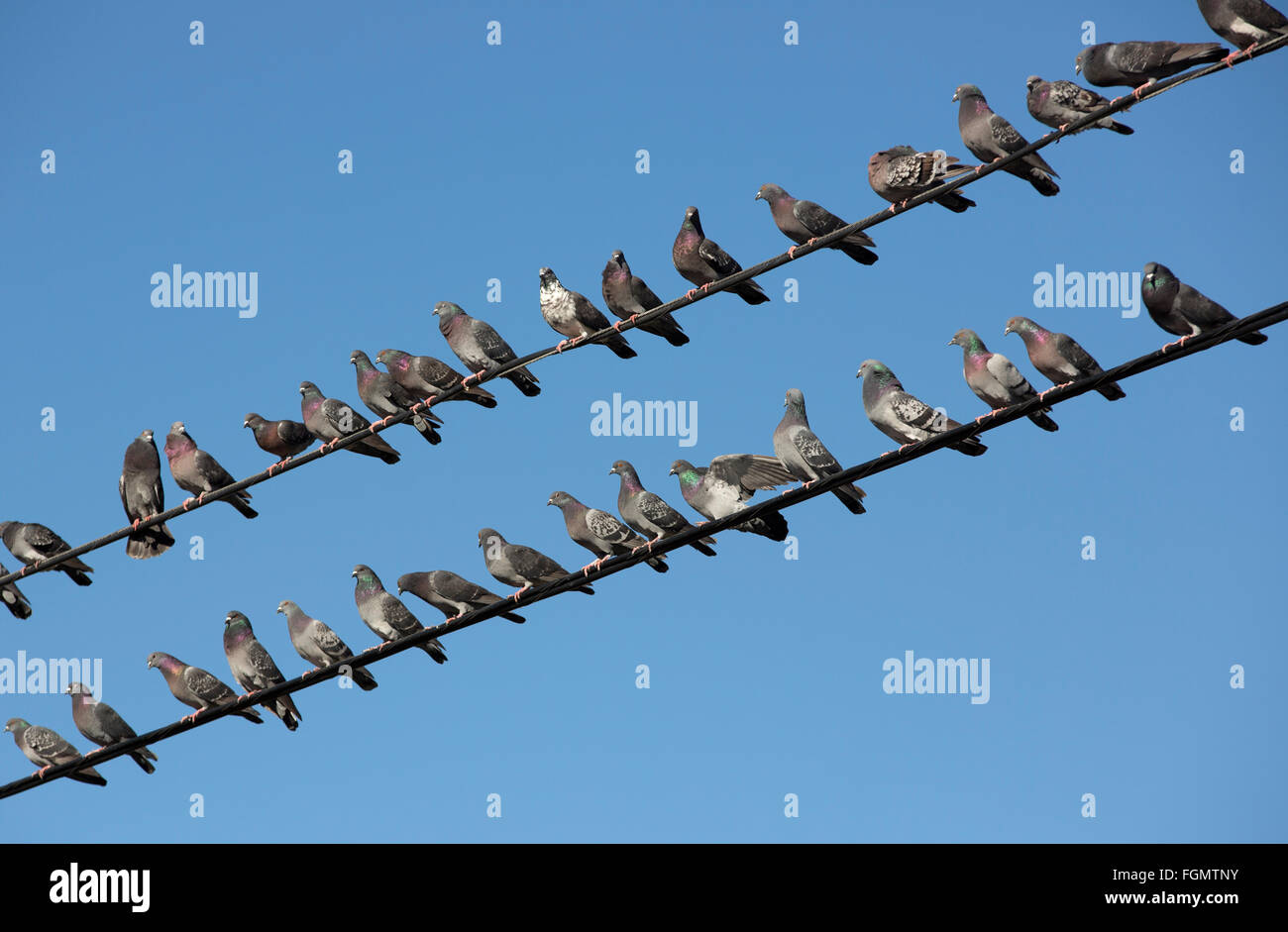 Group of pigeons hi-res stock photography and images - Alamy