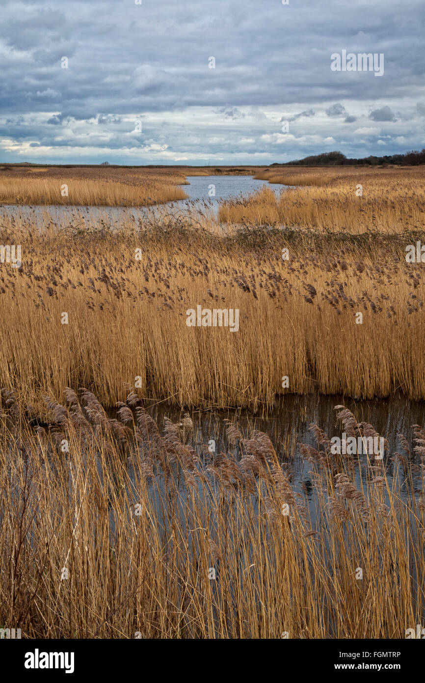 Reed banks, Titchwell Marsh, Norfolk Stock Photo - Alamy