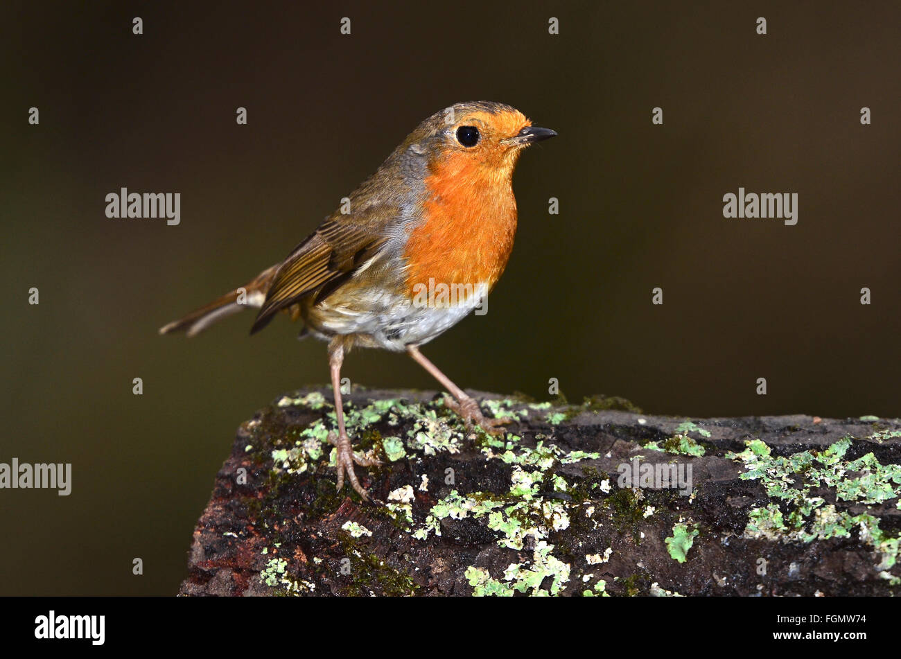 Robin On A Log High Resolution Stock Photography and Images - Alamy
