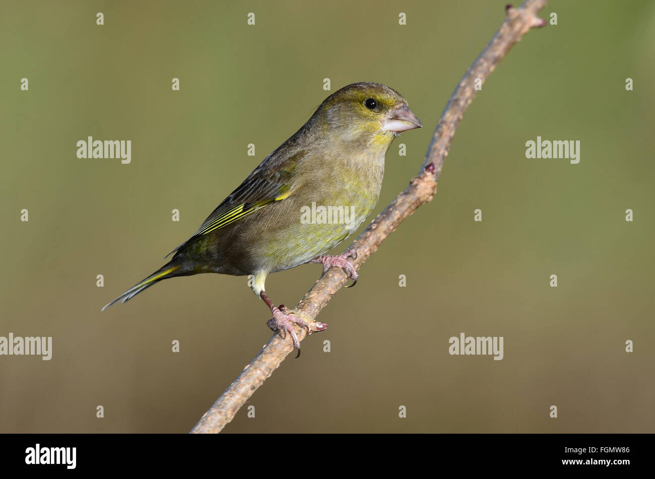 Common greenfinches hi-res stock photography and images - Alamy