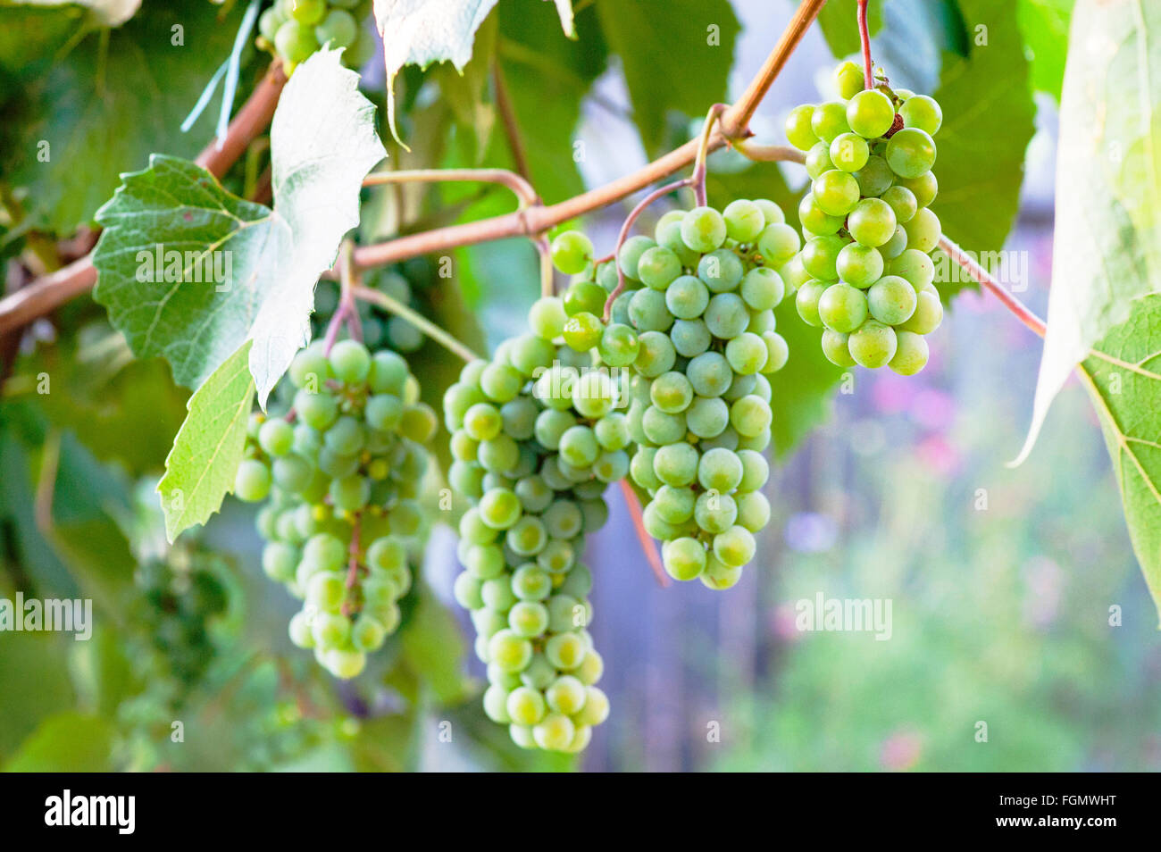 Green immature grape hi-res stock photography and images - Alamy