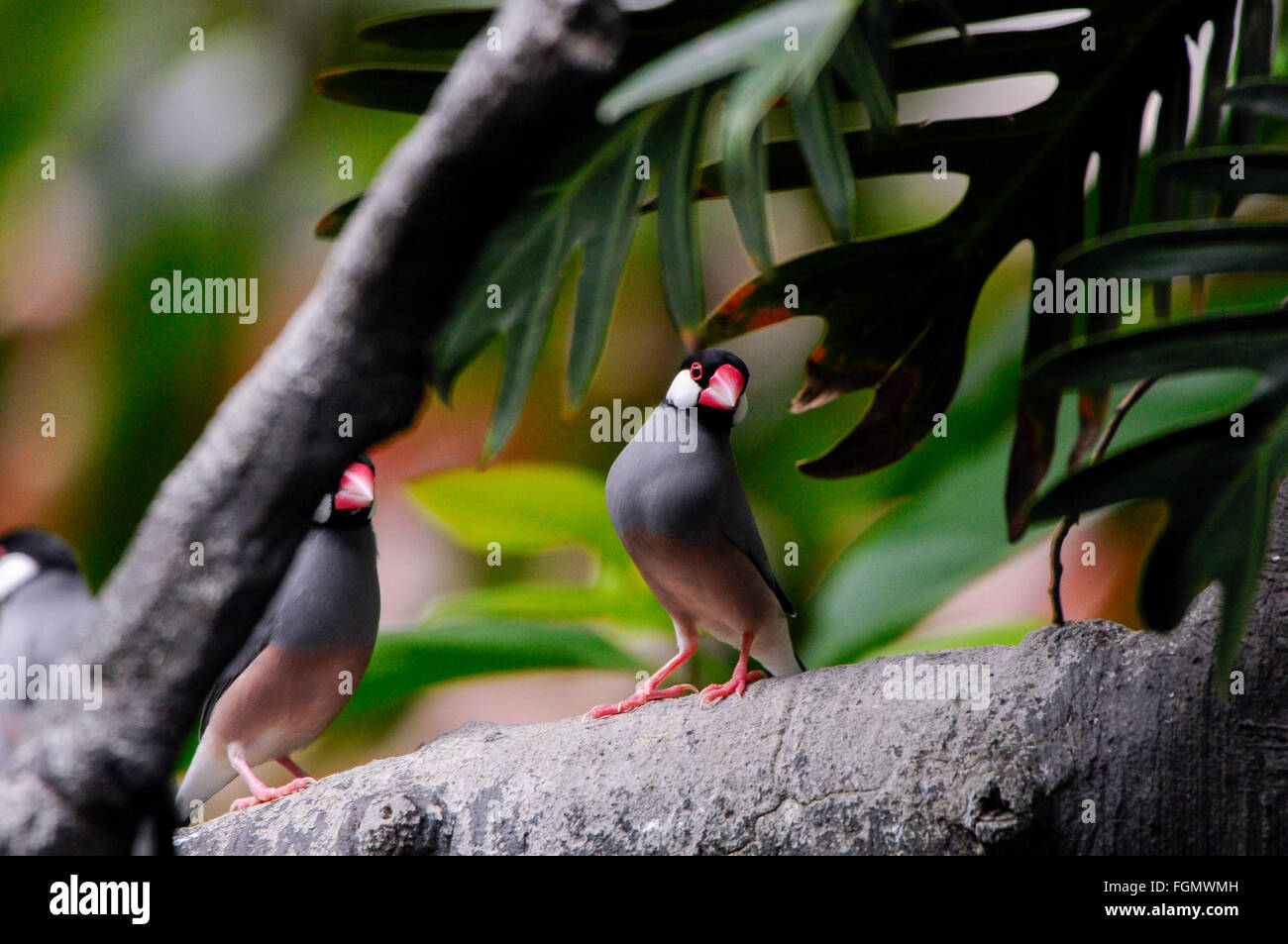 Edward youde aviary park tree hi-res stock photography and images - Alamy