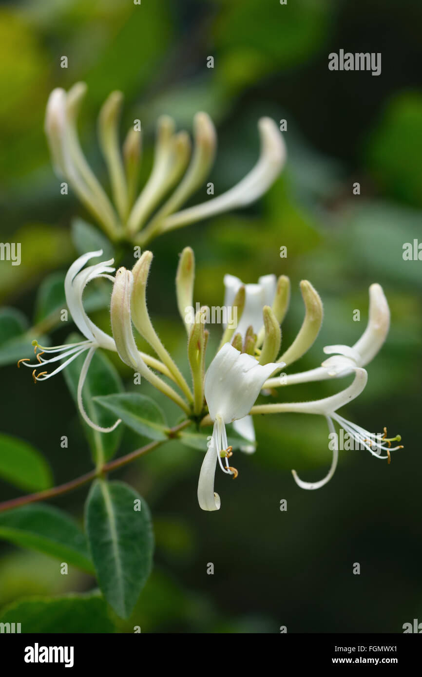 Honeysuckle (Lonicera periclymenum). Climbing shrub in the family ...