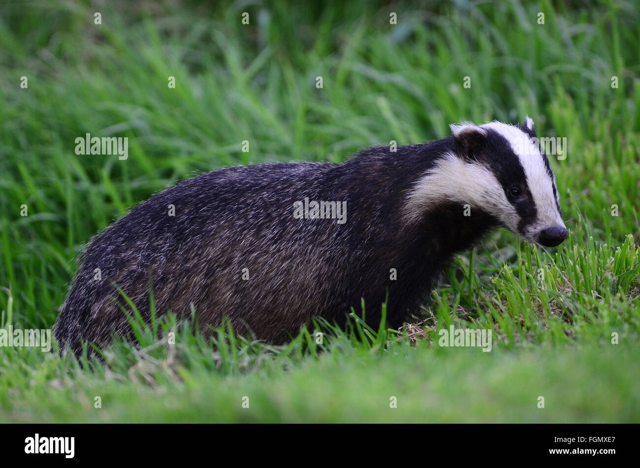 A badger in his sett hi-res stock photography and images - Alamy