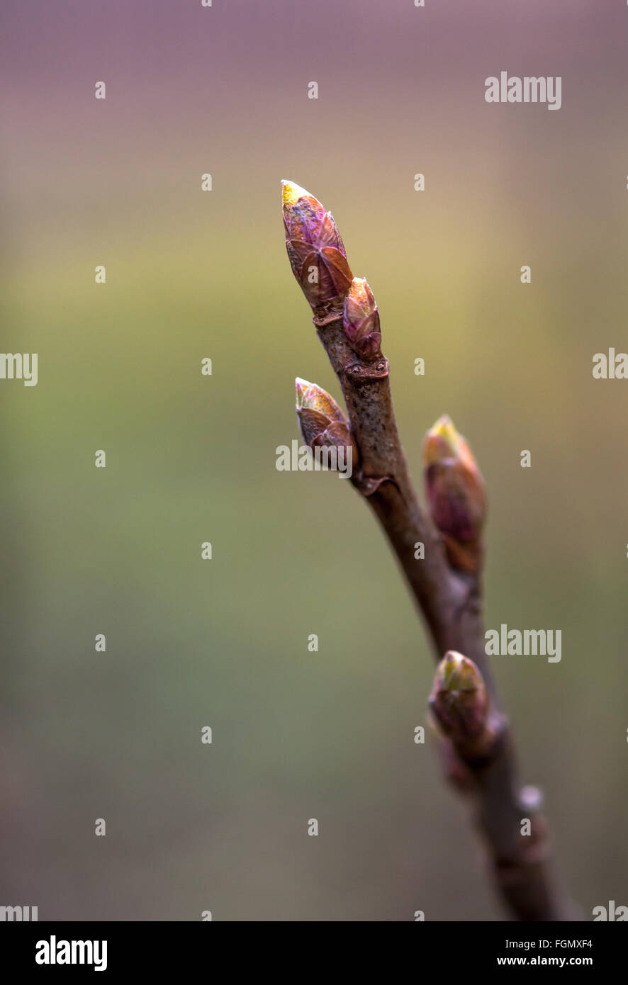 Sticky bud of the horse chestnut or Aesculus hippocastanum tree in ...