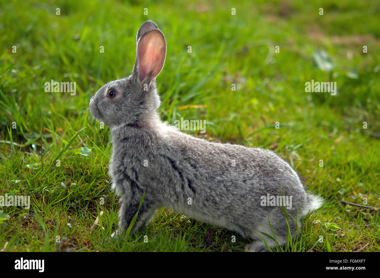 little rabbit is on a pasture Stock Photo - Alamy