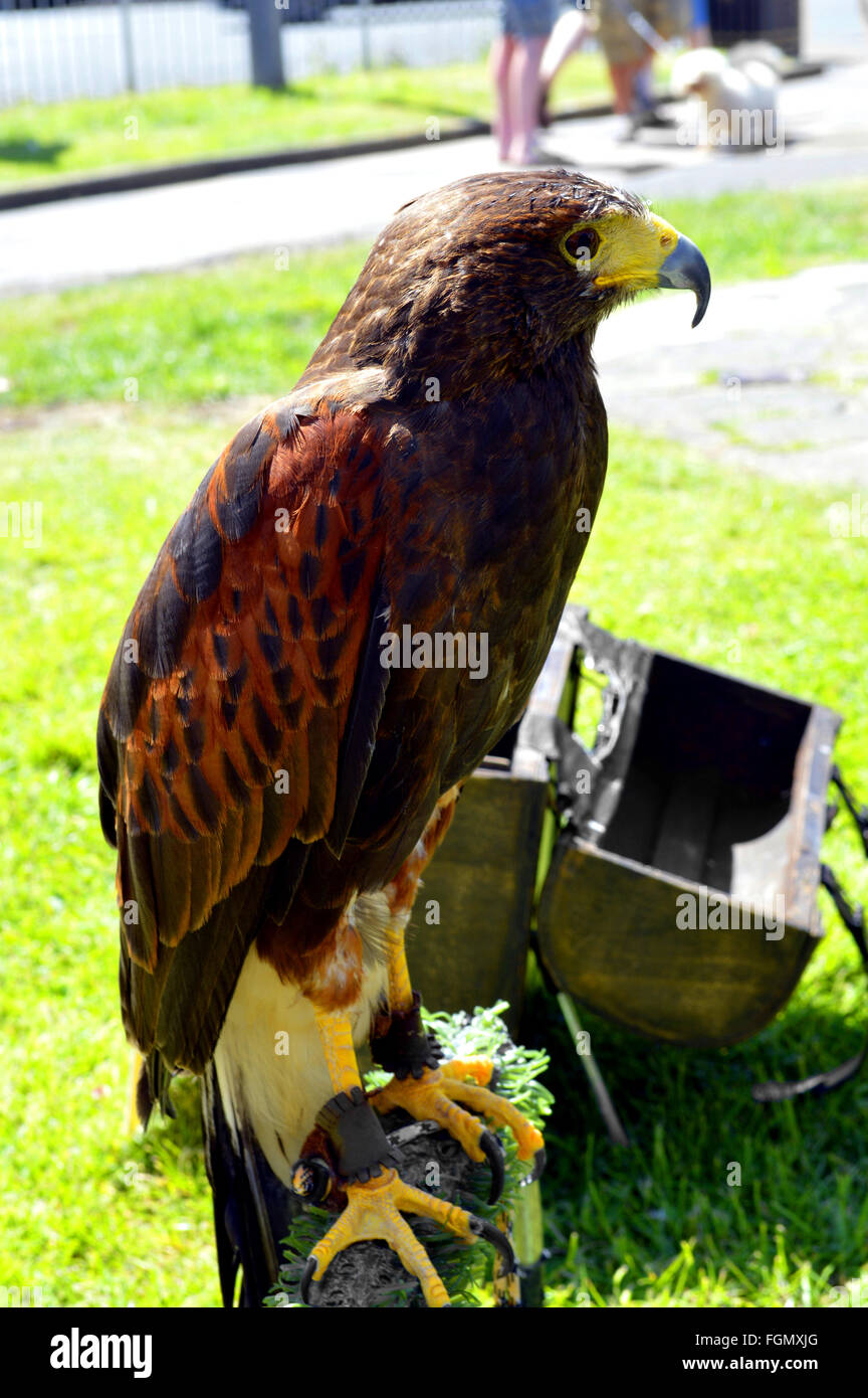 Harris hawk wild uk hi-res stock photography and images - Alamy