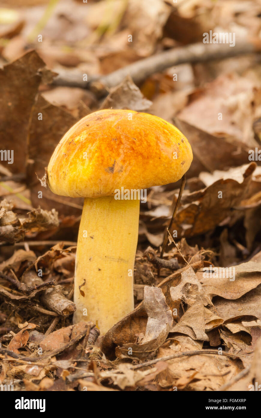 Hemileccinum subglabripes growing among dried leaves in Charleston Lake ...