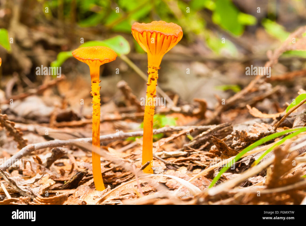 A pair of mushrooms, Hygrocybe cantharellus, growing on the forest ...