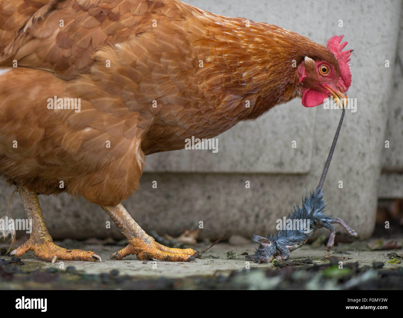 Rat insects hi-res stock photography and images - Alamy