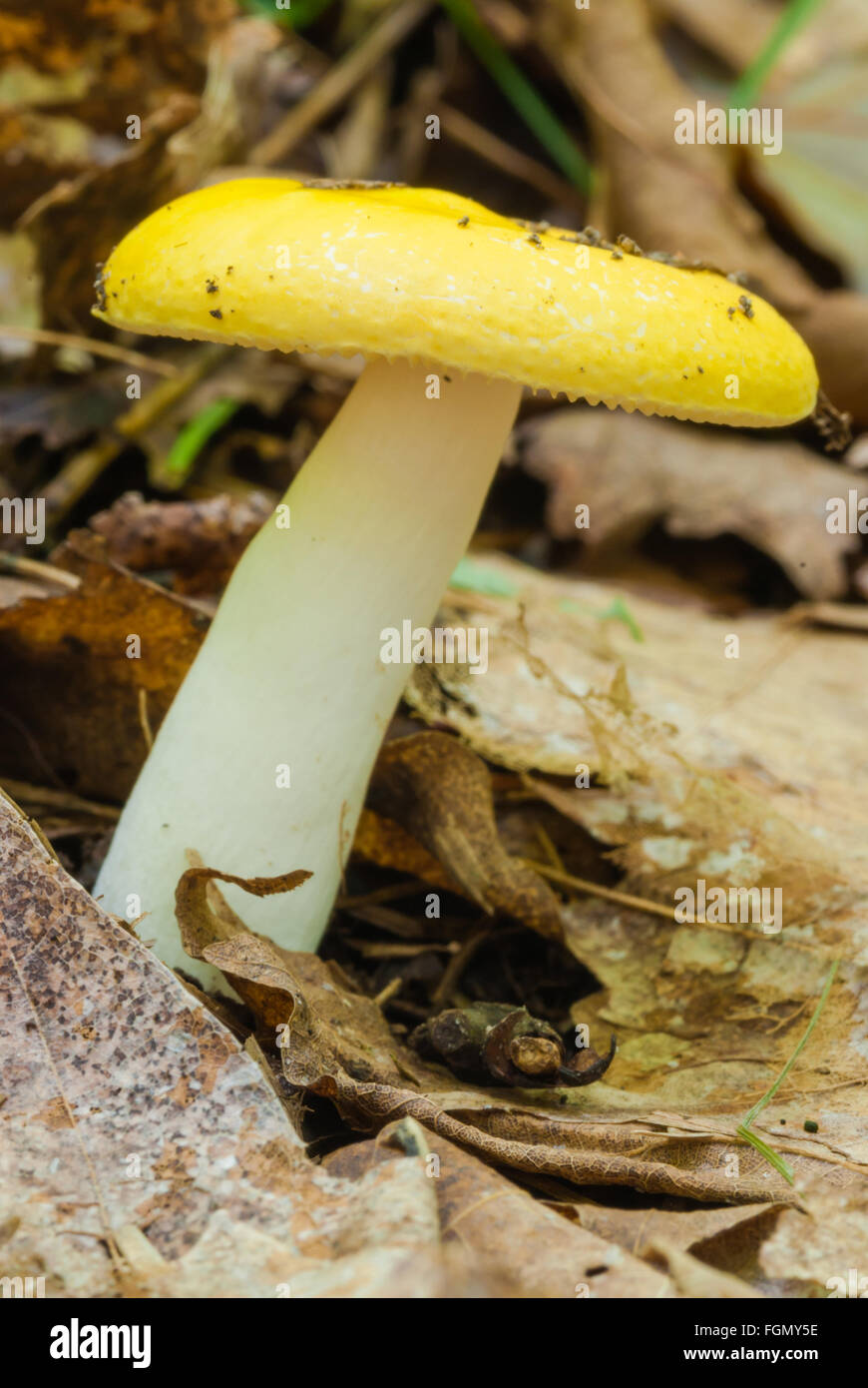 Yellow swamp russula, Russula claroflava, growing in the leaf litter in ...