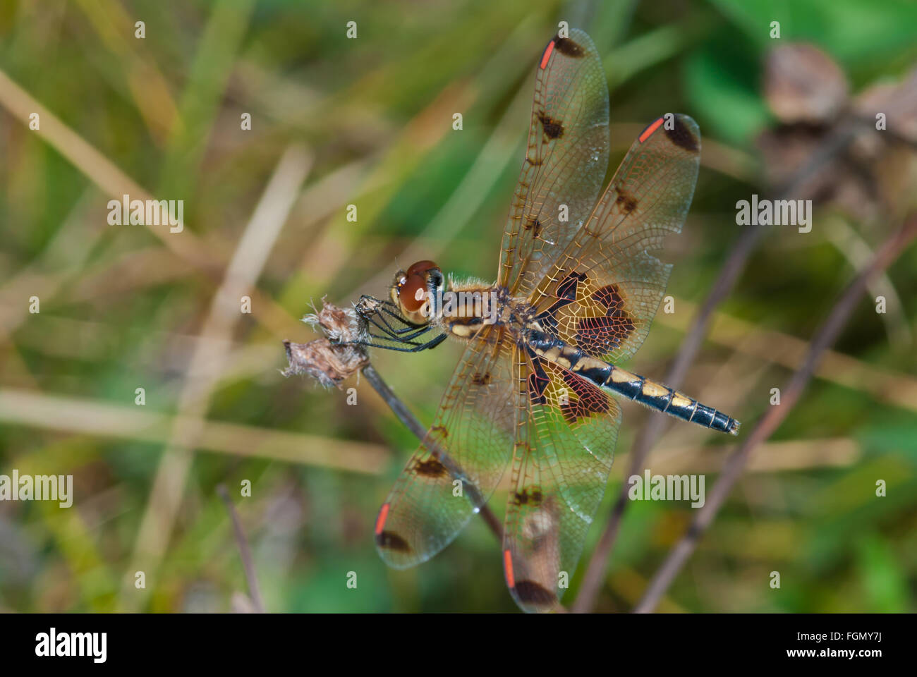 A female calico pennant dragonfly, Celithemis elisa, grasping onto a ...