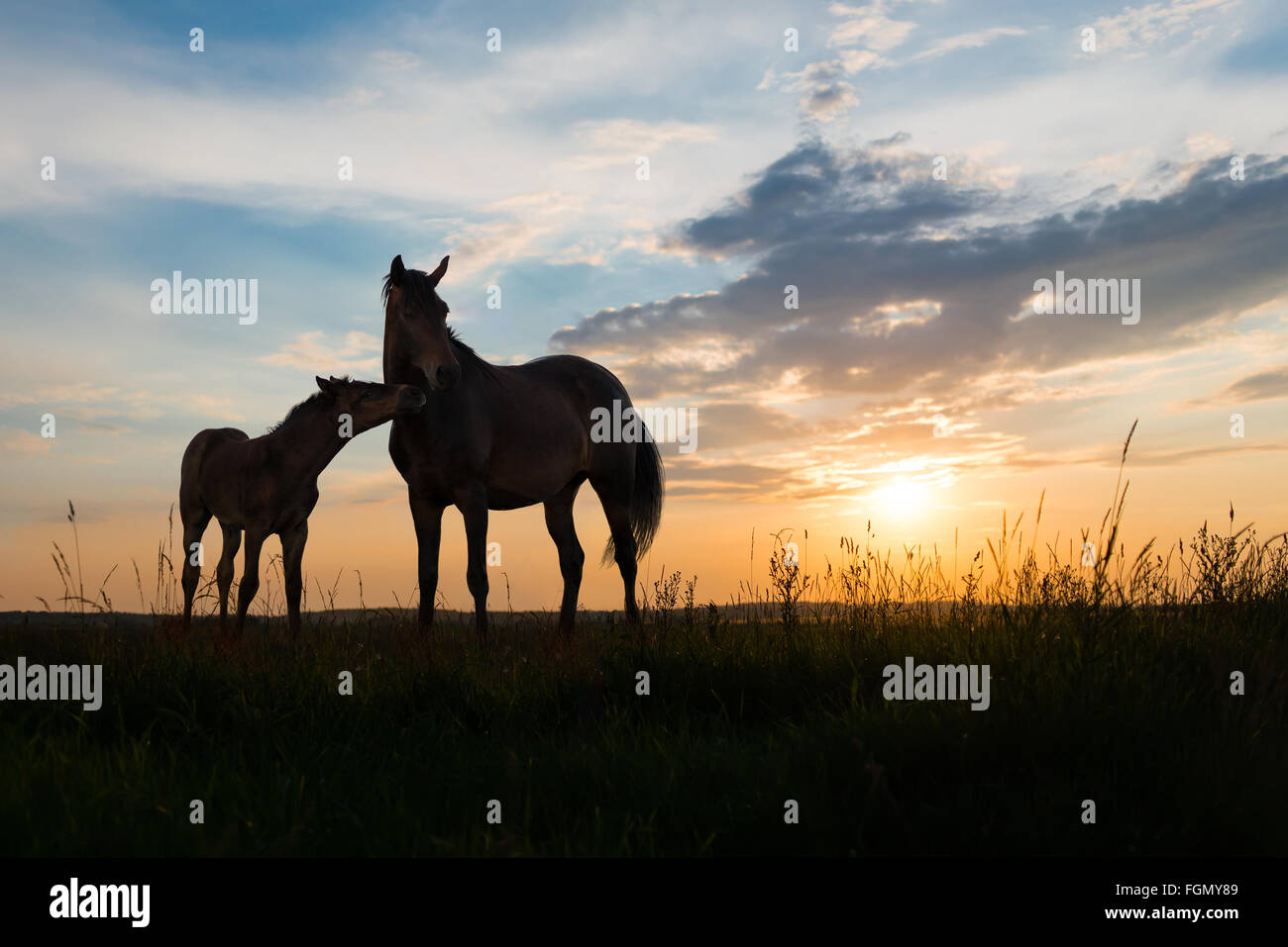 Two foal hi-res stock photography and images - Alamy