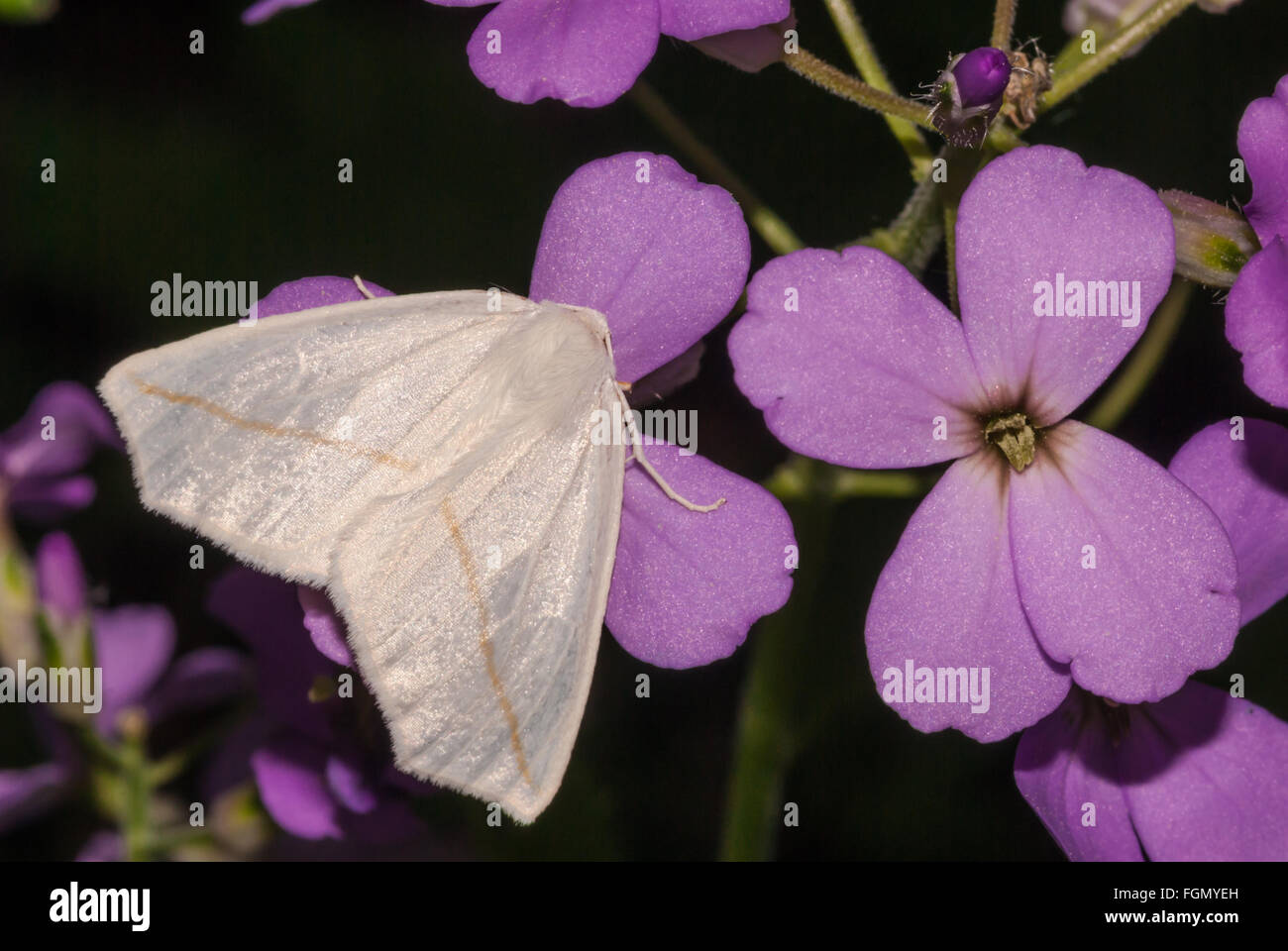 Hesperis matronalis moth hi-res stock photography and images - Alamy