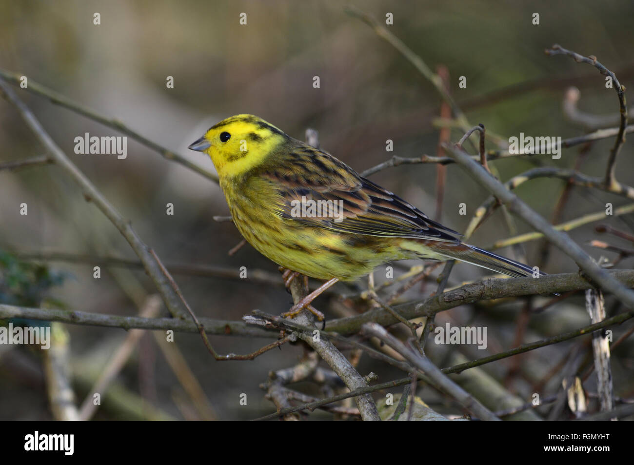 Yellowhammer bird hi-res stock photography and images - Alamy
