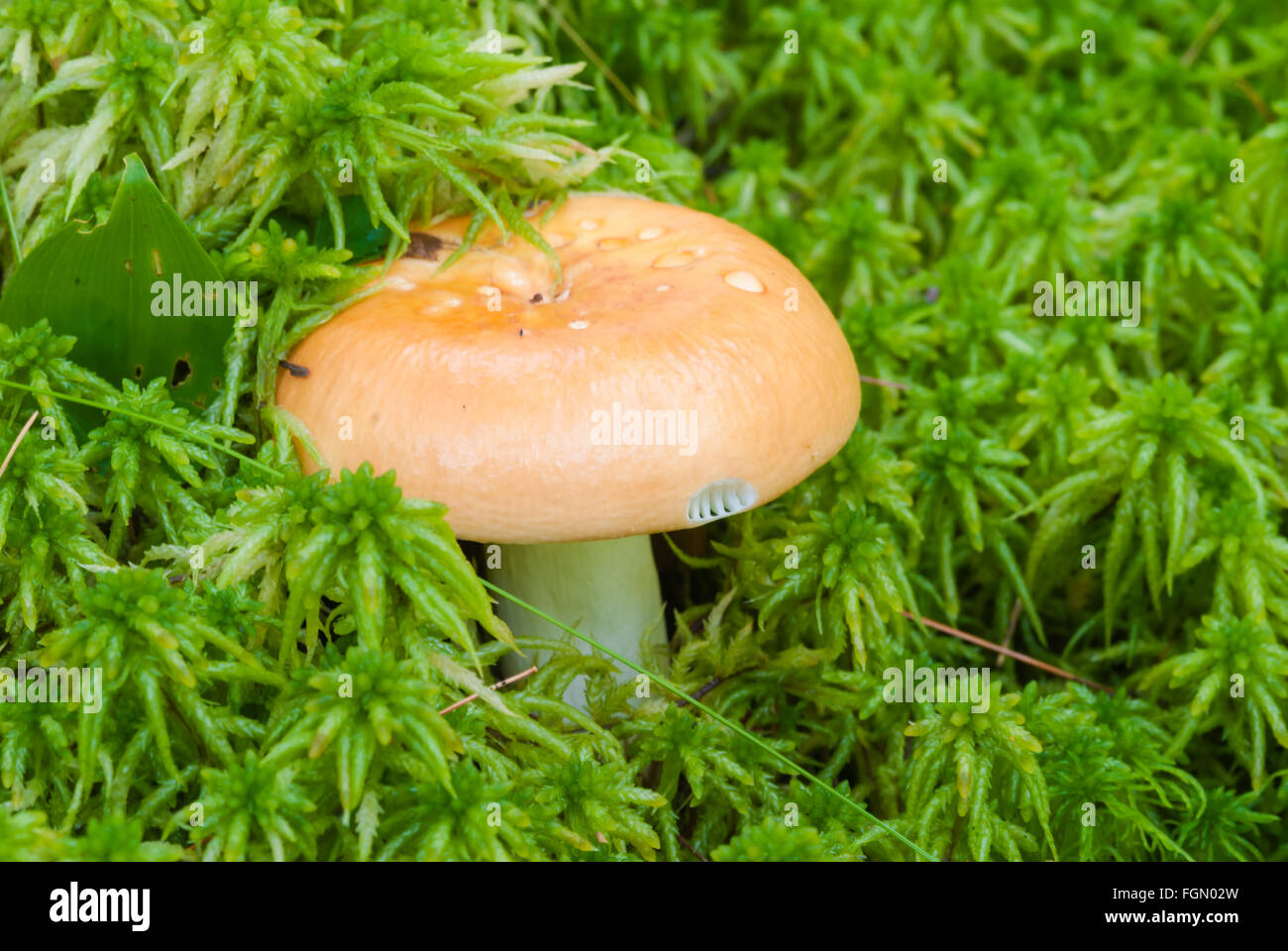 Russula spp. mushroom growing among sphagnum moss in the Little ...
