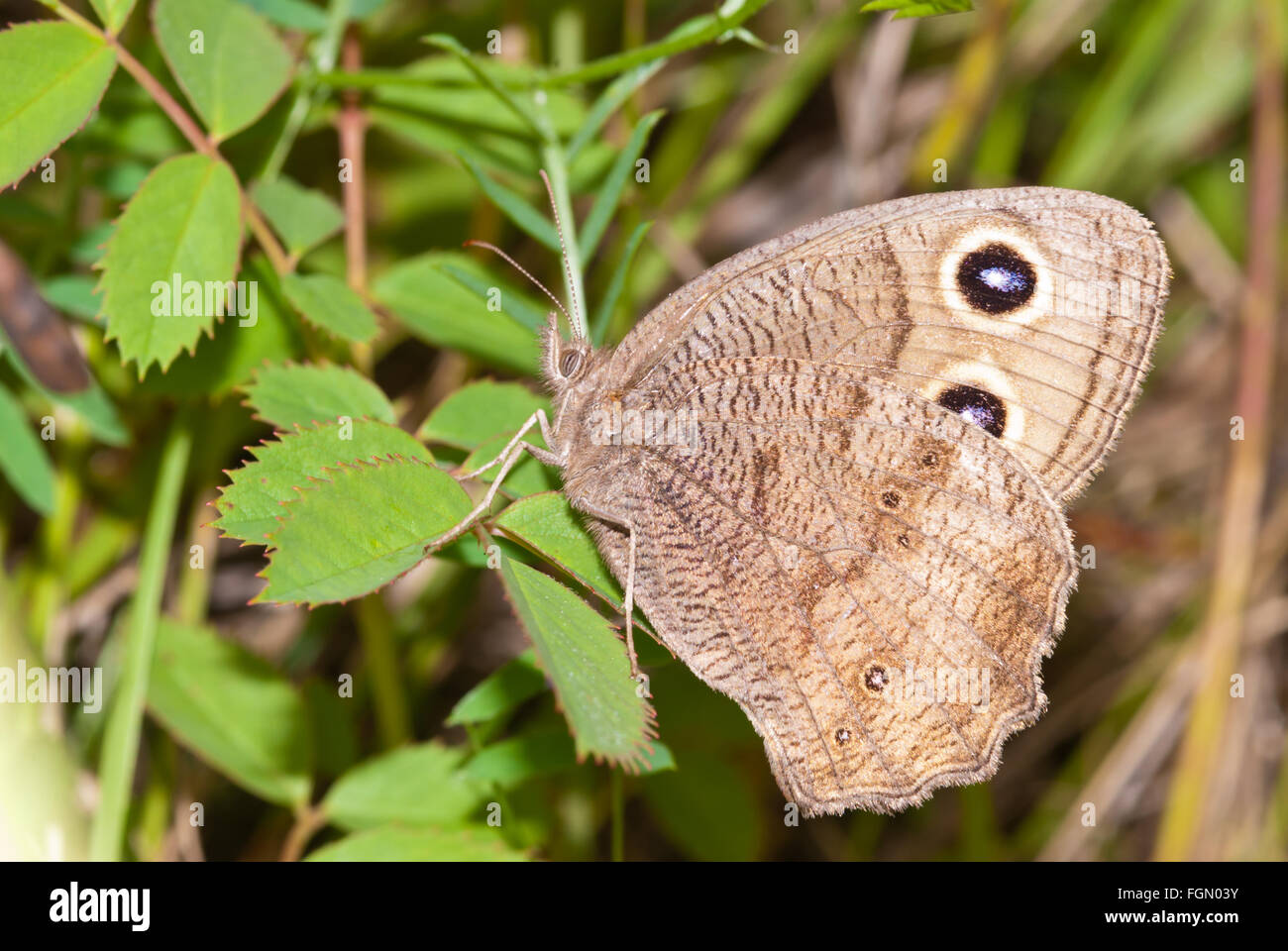 Common wood nymph hi-res stock photography and images - Alamy