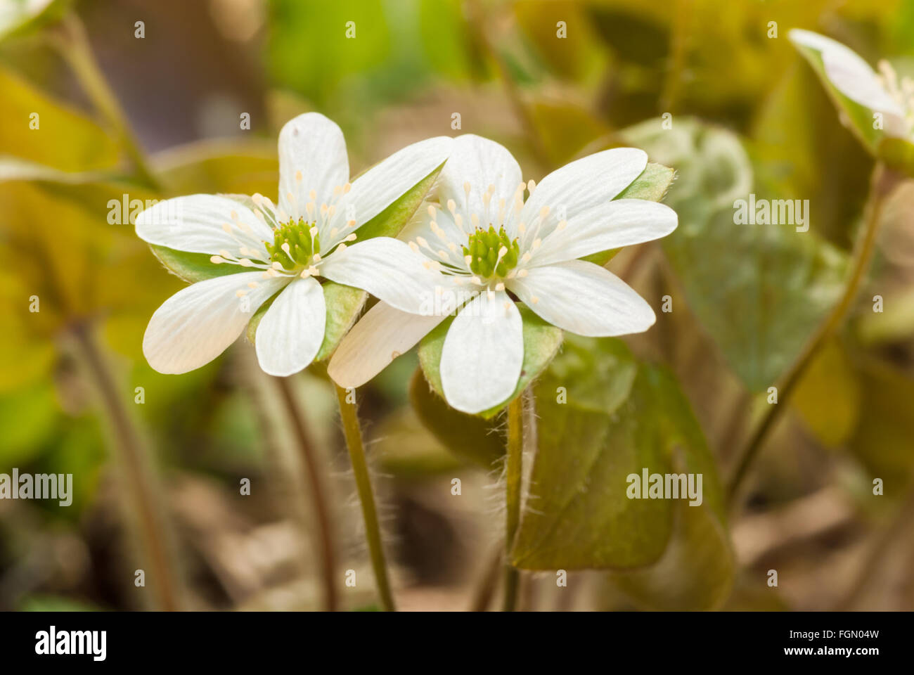 Sharp lobed hepatica hi-res stock photography and images - Alamy
