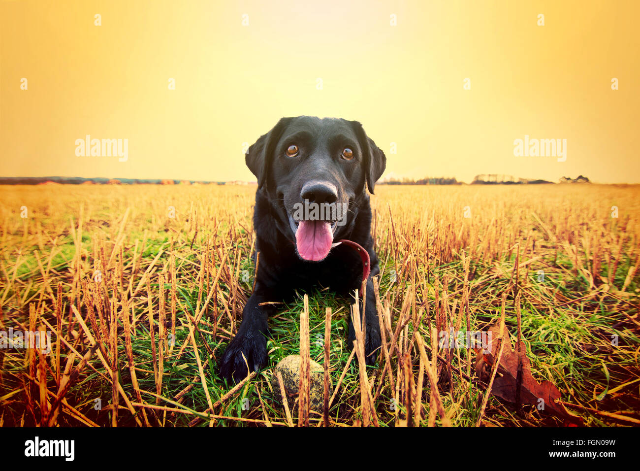 Happy black labrador playing on the field. Animal conceptual image ...