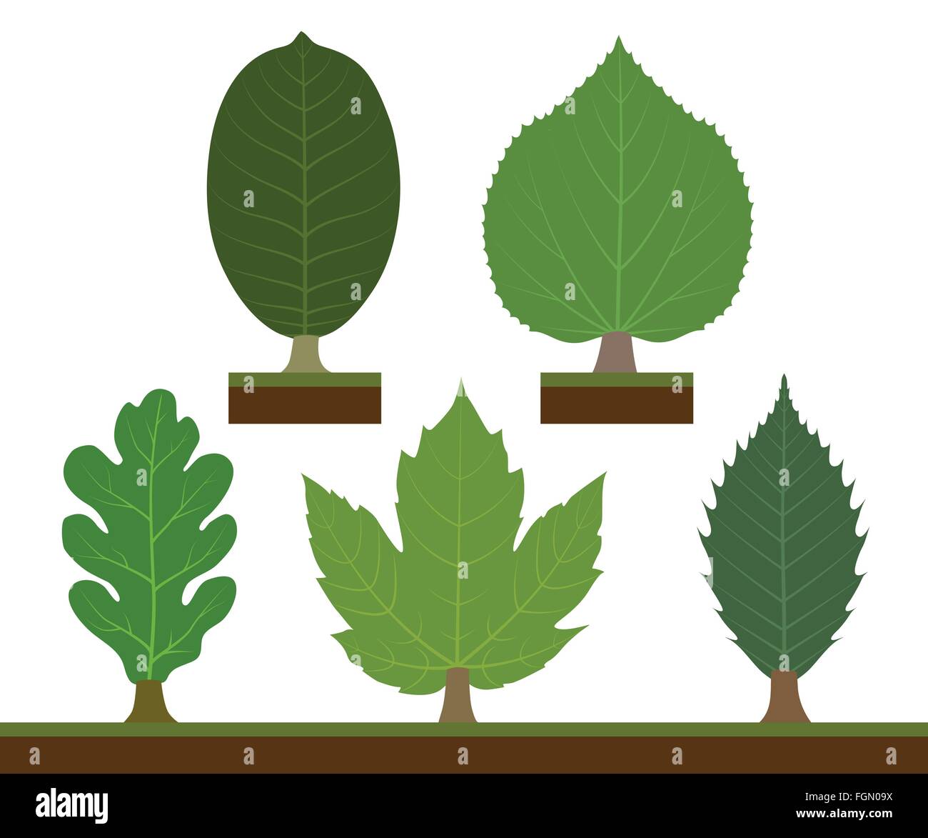 Walnut maple Stock Vector Images - Alamy