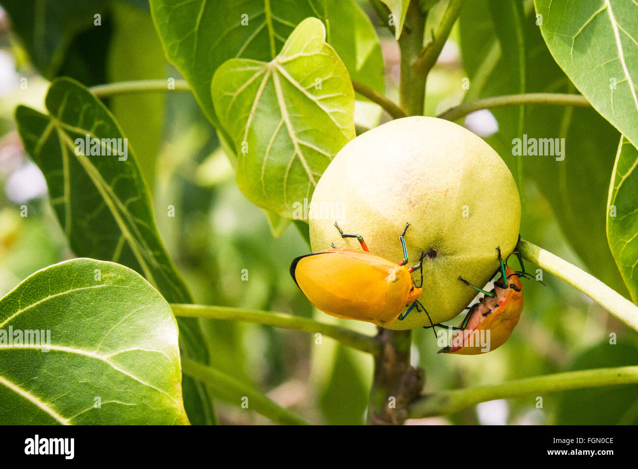Mangrove fruit hi-res stock photography and images - Alamy