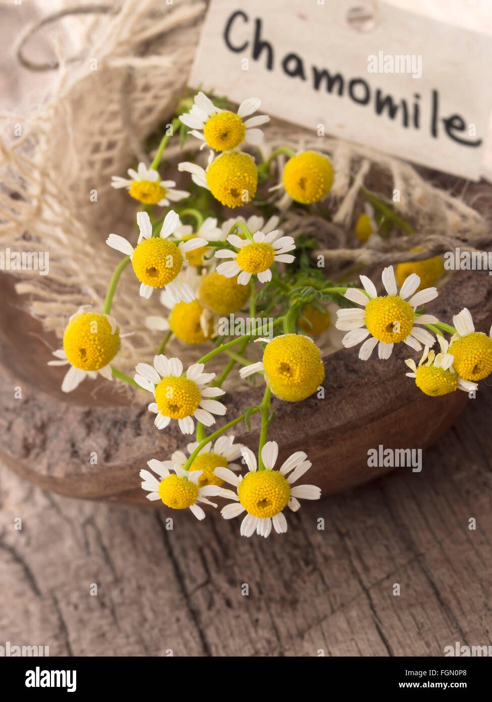 Chamomile variety hi-res stock photography and images - Alamy