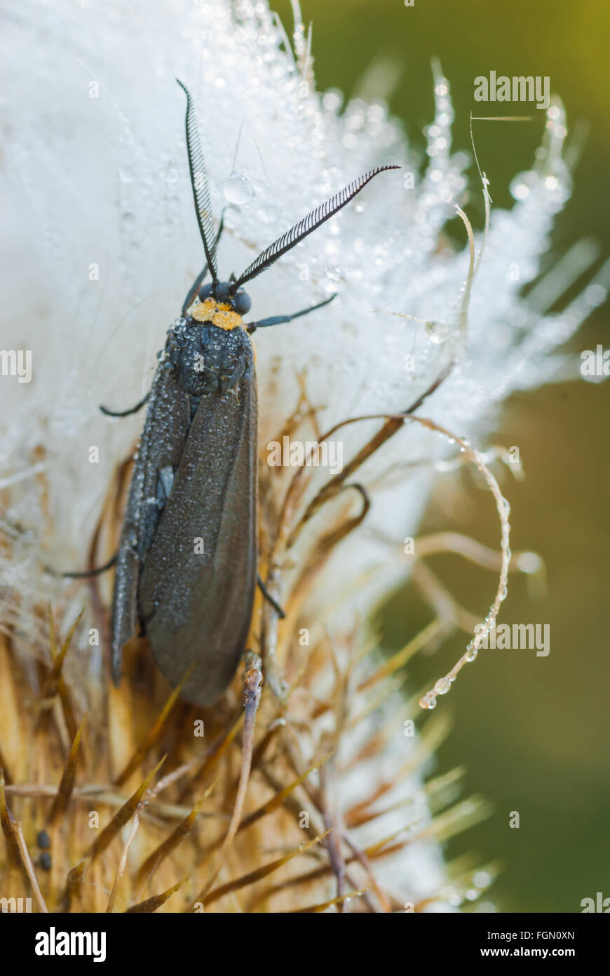 Early morning image of a dew-covered Virginia ctenuchid moth, Ctenucha ...