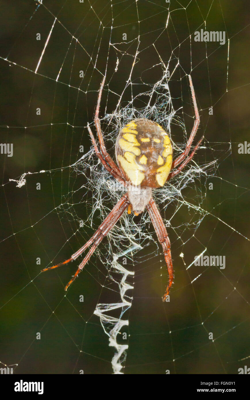 Zig zag spider hi-res stock photography and images - Alamy