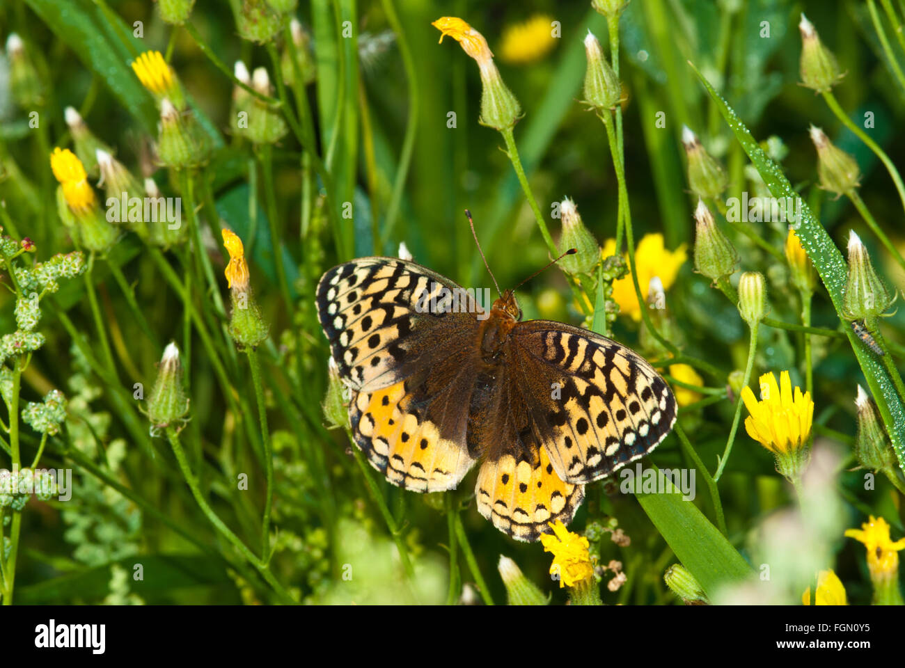Female Atlantis fritillary butterfly, Speyeria atlantis, perched among ...
