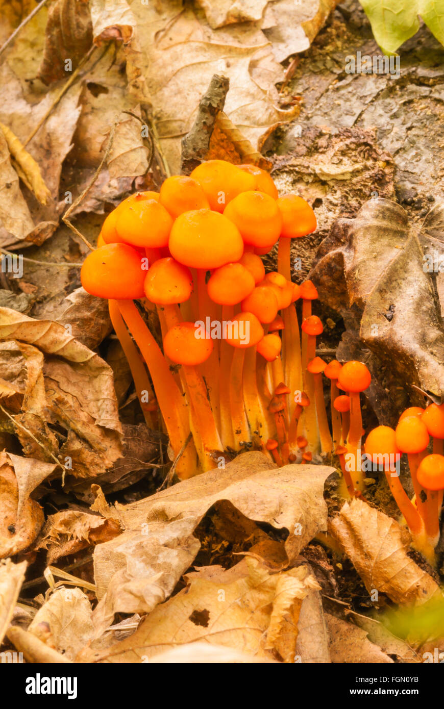 A cluster of orange mycena, Mycena leaiana, growing in the Gould Lake ...
