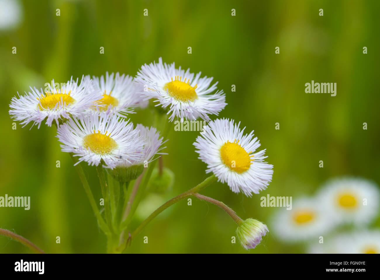 Canada fleabane hi-res stock photography and images - Alamy