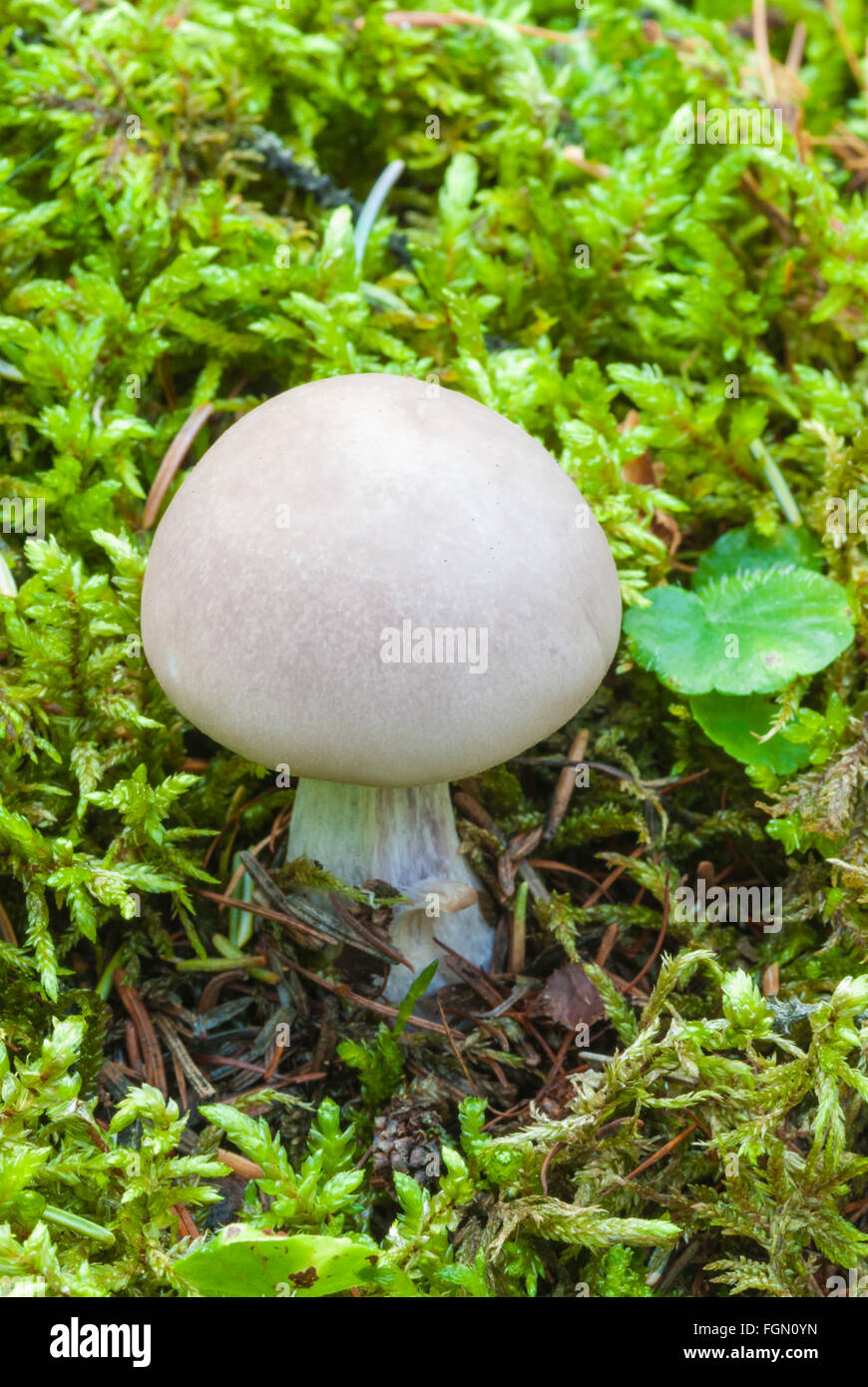 A blewit mushroom, Lepista nuda, growing in amongst moss in the Wagner ...