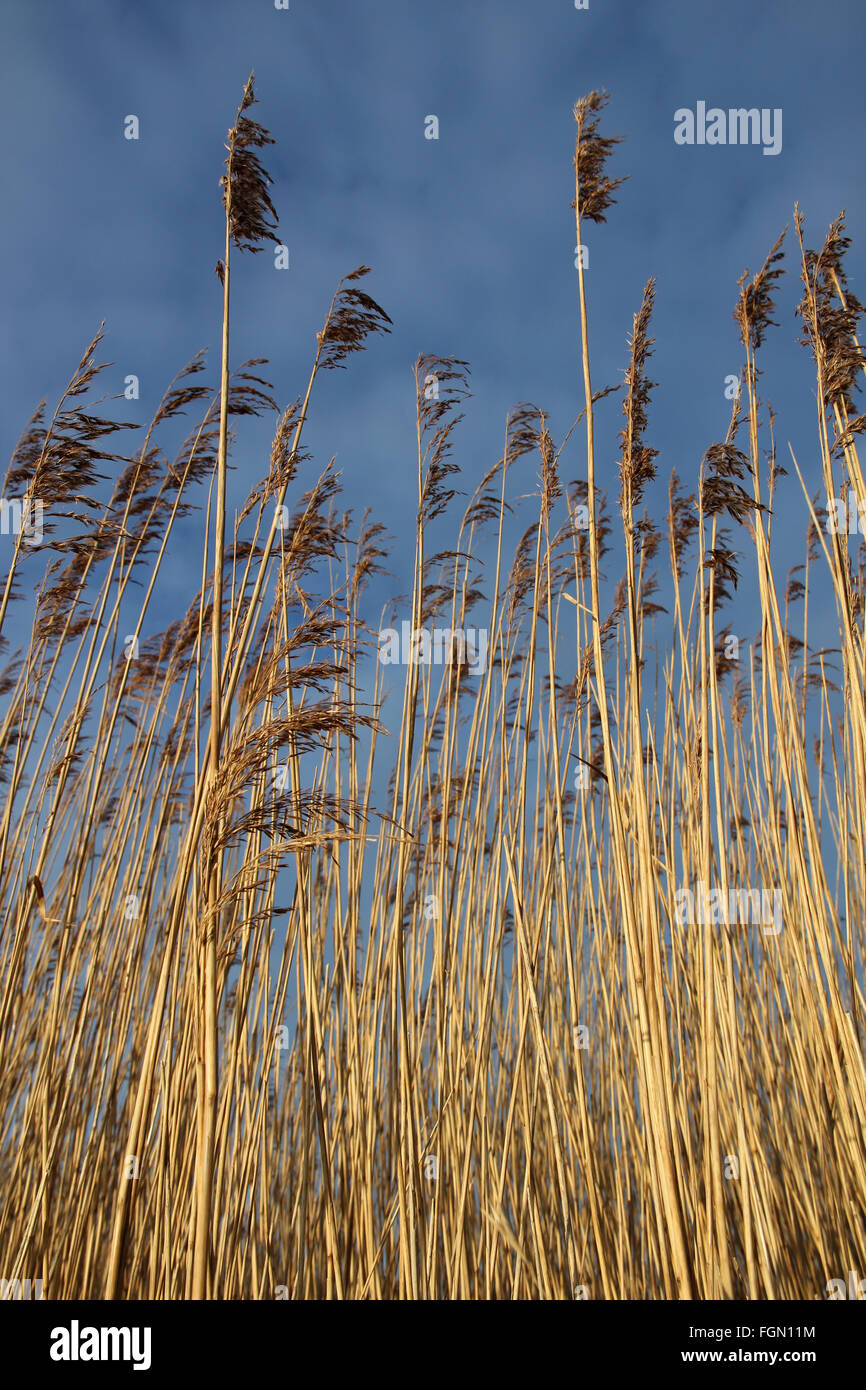Hydrophilic plant hi-res stock photography and images - Alamy