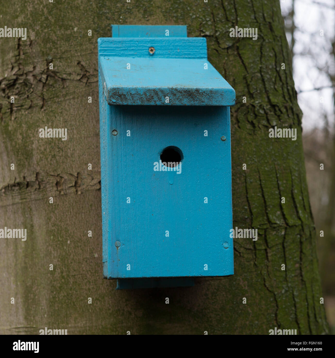 A bird box on a tree in Northumberland, England. Birds nest within the ...